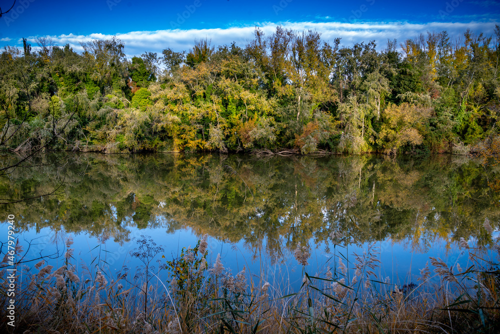Paisaje de bosque verde oscuro Hermoso bosque con suelo cubierto de ...