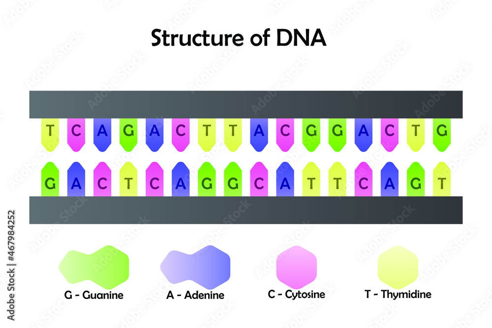Diagram showing structure of DNA bases - Guanine, Adenine, Cytosine ...