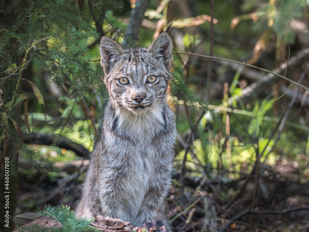 Poster A young Canada Lynx (Lynx canadensis) sitting in the boreal ...