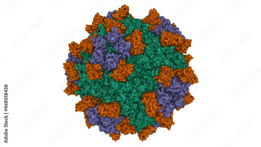 Structure of parvovirus B19 (green) decorated with Fab molecules from a ...