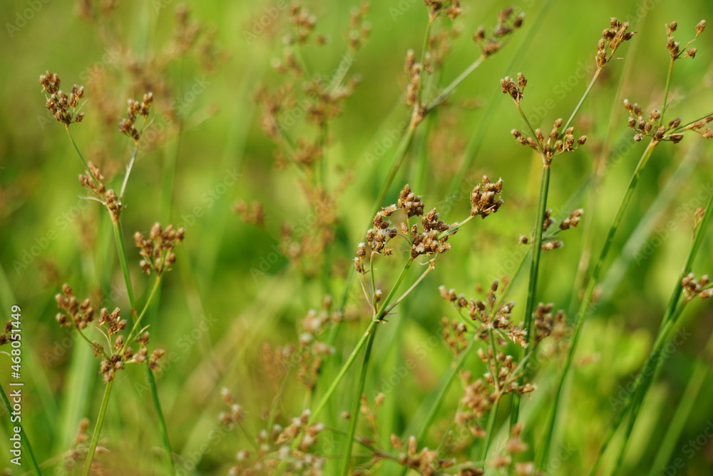 Foto de Festuca rubra (Also red fescue, creeping red fescue) with a ...