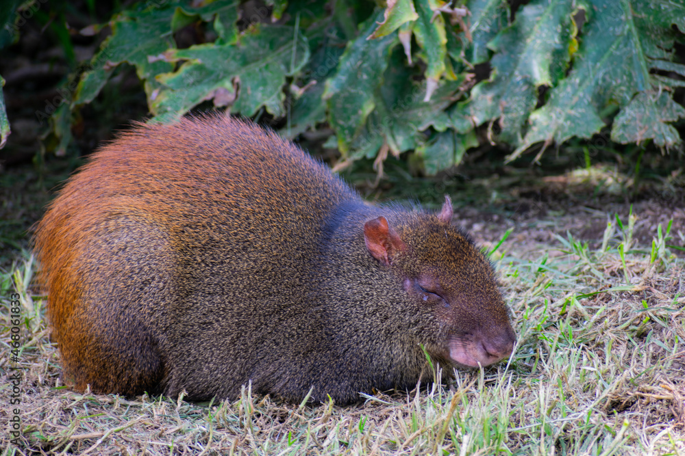 Closeup of the agouti, common agouti is any of several rodent species ...