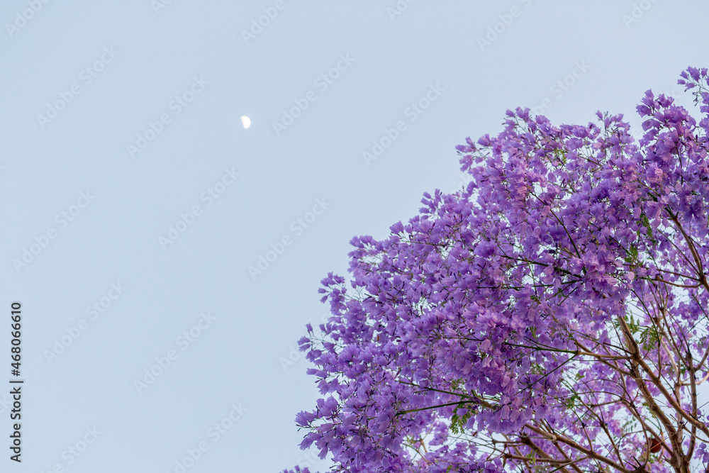 Canopy of jacaranda trees with a lot of purple flowers Stock Photo ...
