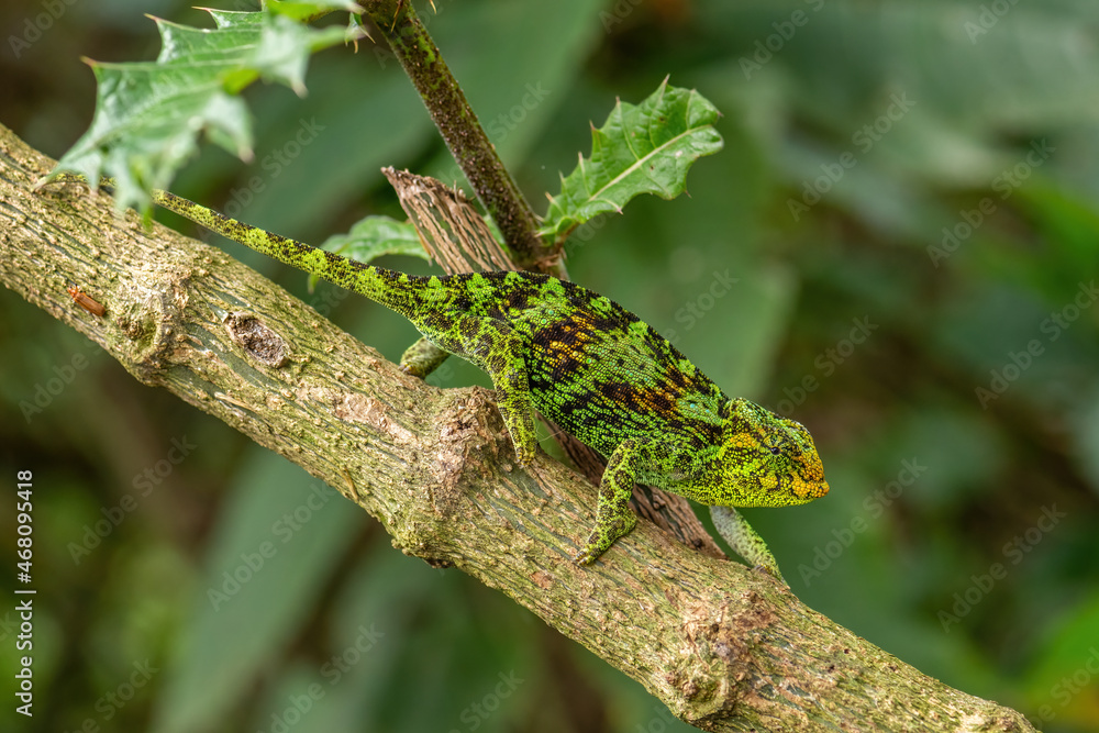 Johnston's Chameleon -Trioceros johnstoni, beautiful colored lizard ...