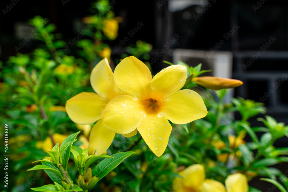 Allamanda cathartica, commonly called golden trumpet, common ...