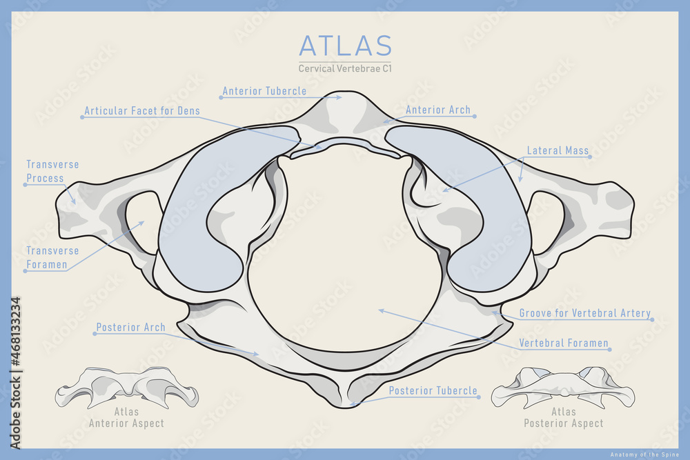 Cervical Vertebrae Atlas Superior View