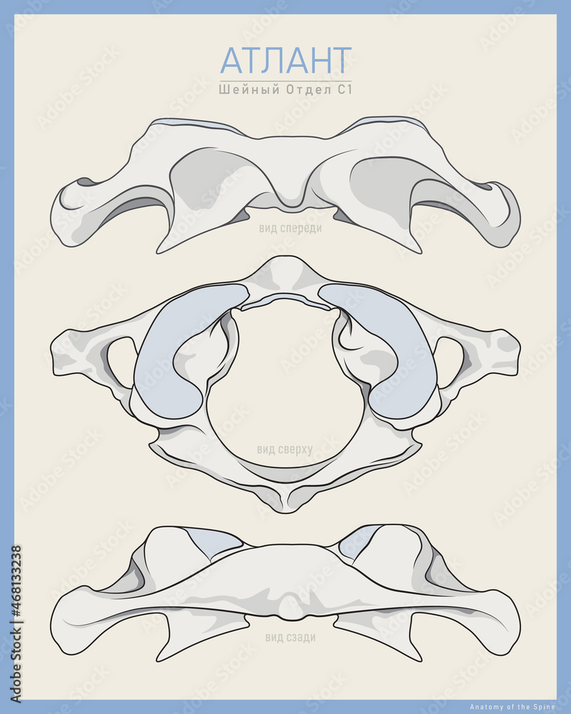 Shown Here is the First Cervical Vertebra. Atlas C1. Anterior ...