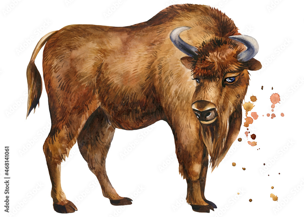 Bison watercolor drawings on an isolated background, hand drawing ...