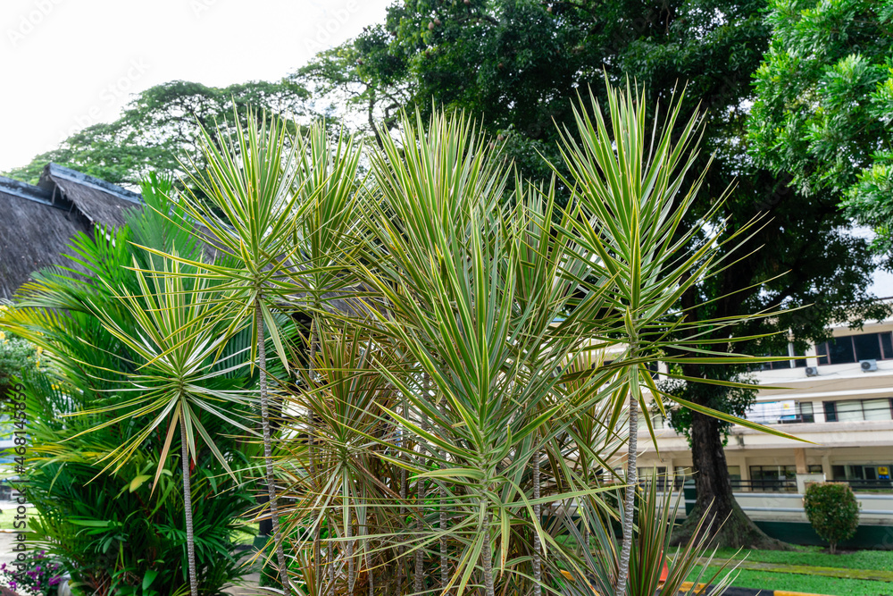 Dracaena marginata (Madagascar Dragon Tree or Red Edged Dracaena) is a ...