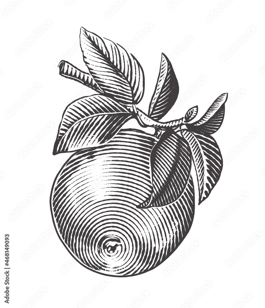 Apple branch vector drawing. Hand drawn tree branch with apple and ...