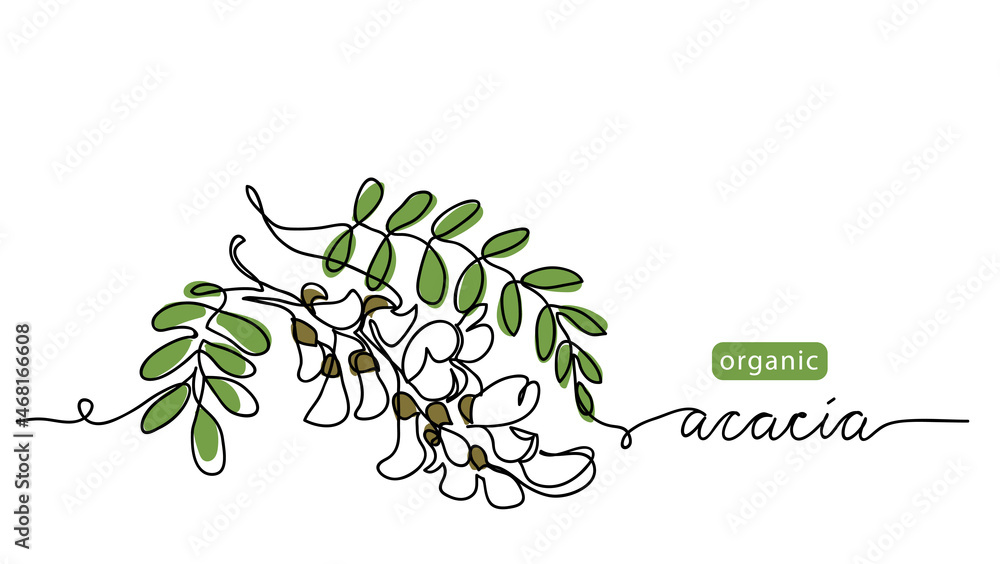 Acacia blossom vector drawn sketch, color illustration for label design ...