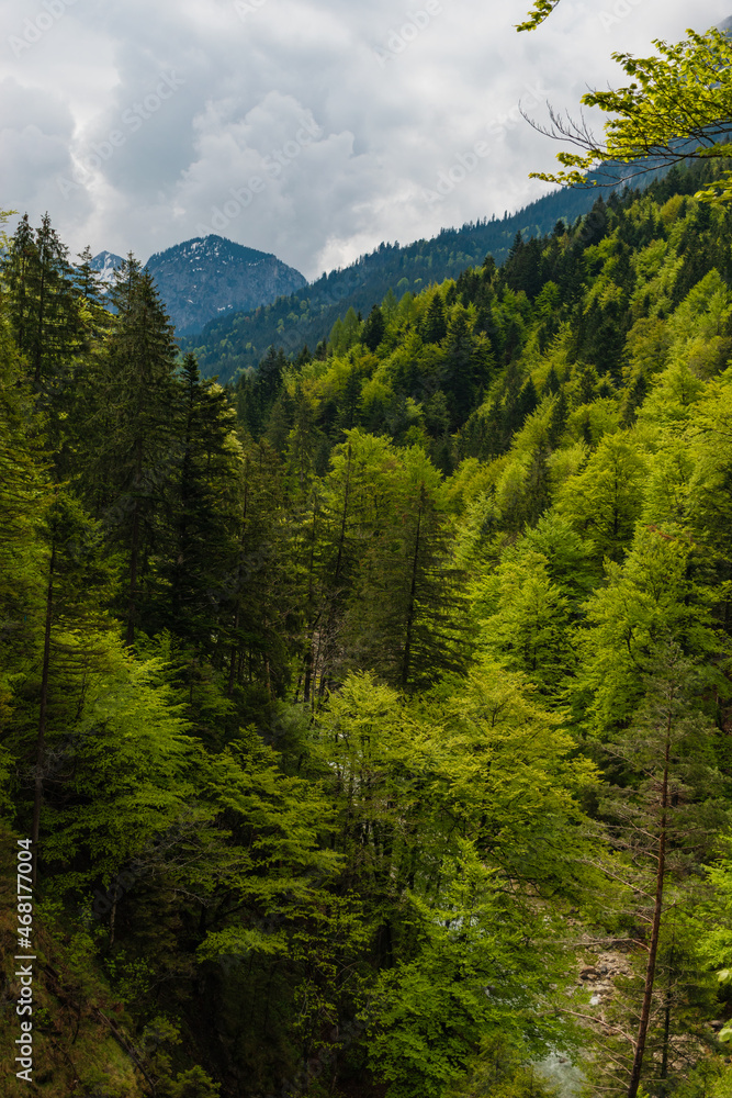 Alpine forest near Neuschwanstein castle and Hohenschwangau castle ...