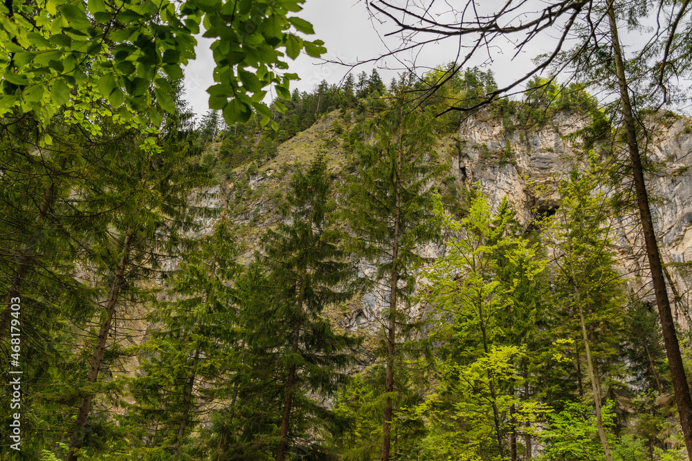 Alpine forest near Neuschwanstein castle and Hohenschwangau castle ...