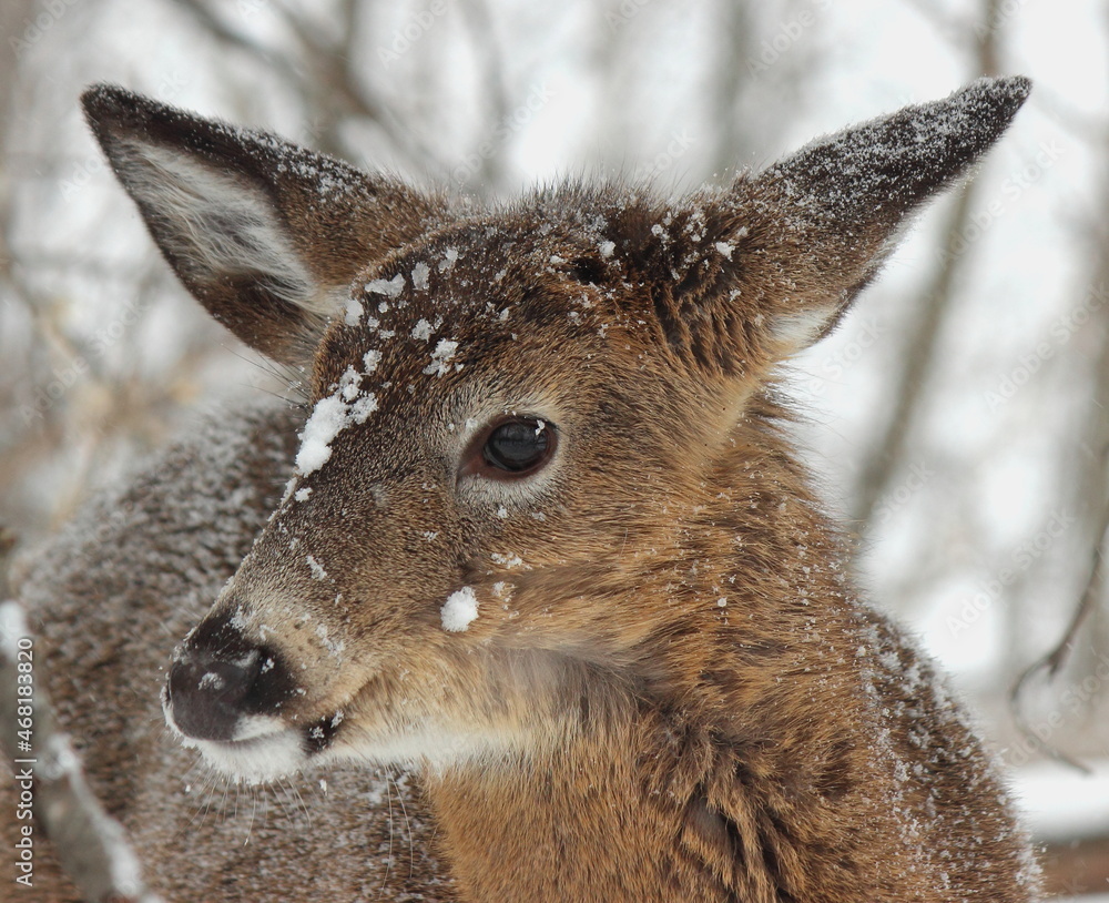 Cerf de Virginie en situation hivernale et automnale dans un parc ...