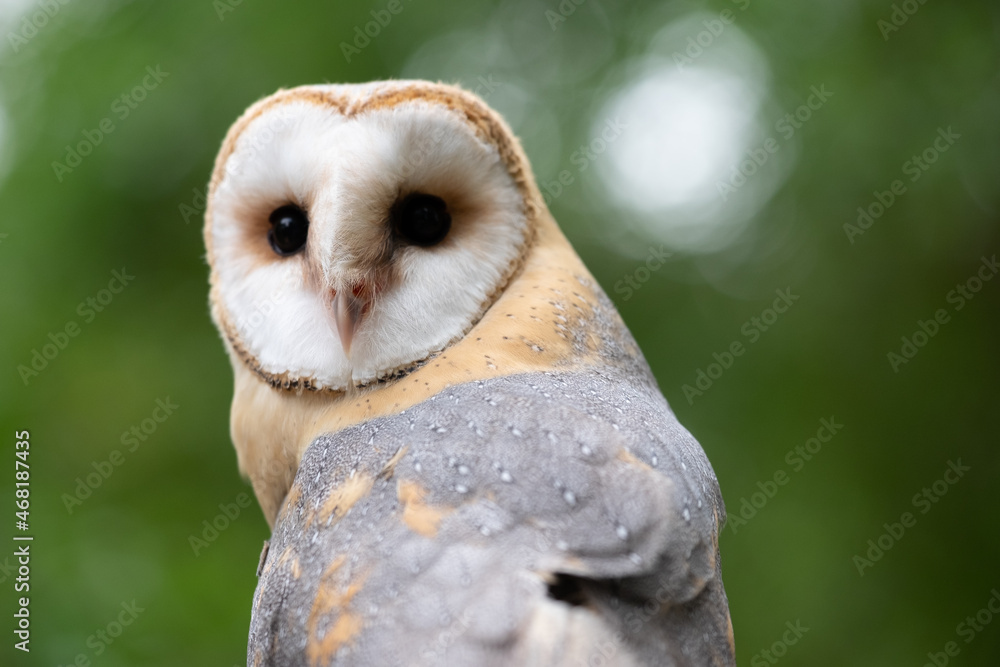 Eule Stock Photo | Adobe Stock