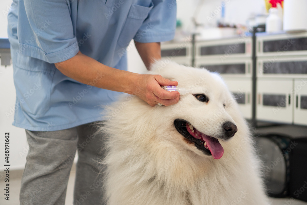 A purebred Samoyed is at the medical examination in the Veterinary ...