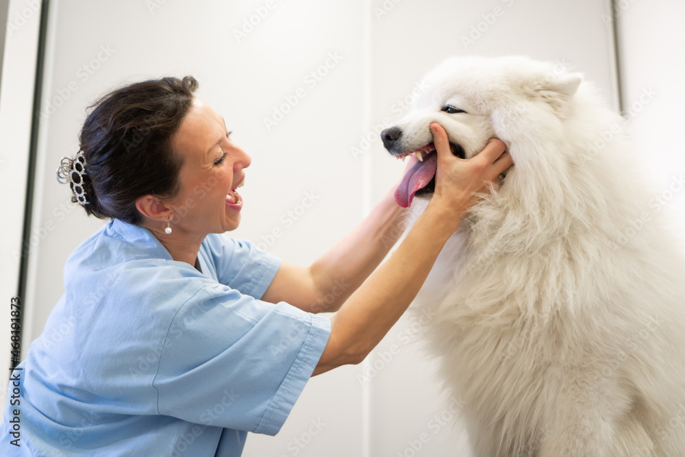 A purebred Samoyed is at the medical examination in the Veterinary ...
