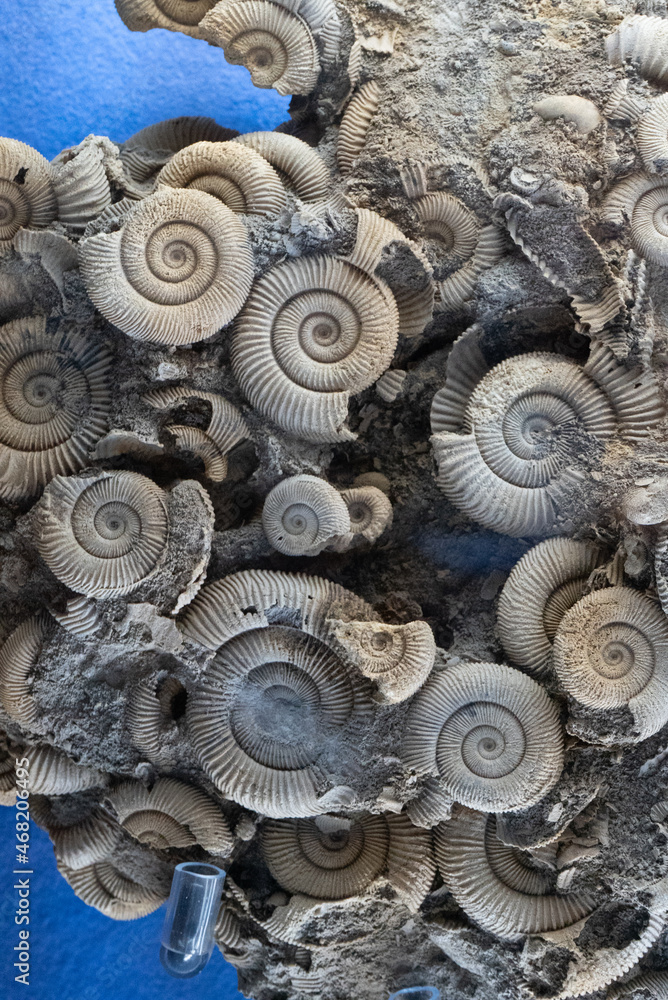 Ancient marine life animal fossils Stock Photo | Adobe Stock