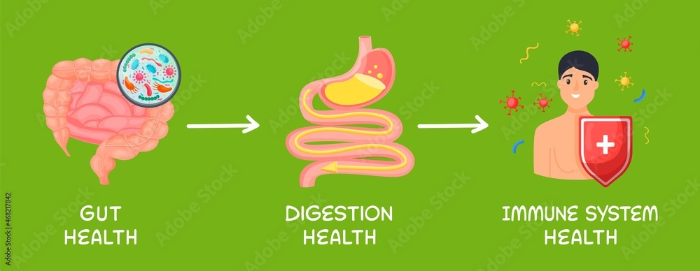 Gut - digestion - immune system health landscape poster. Stock Vector ...