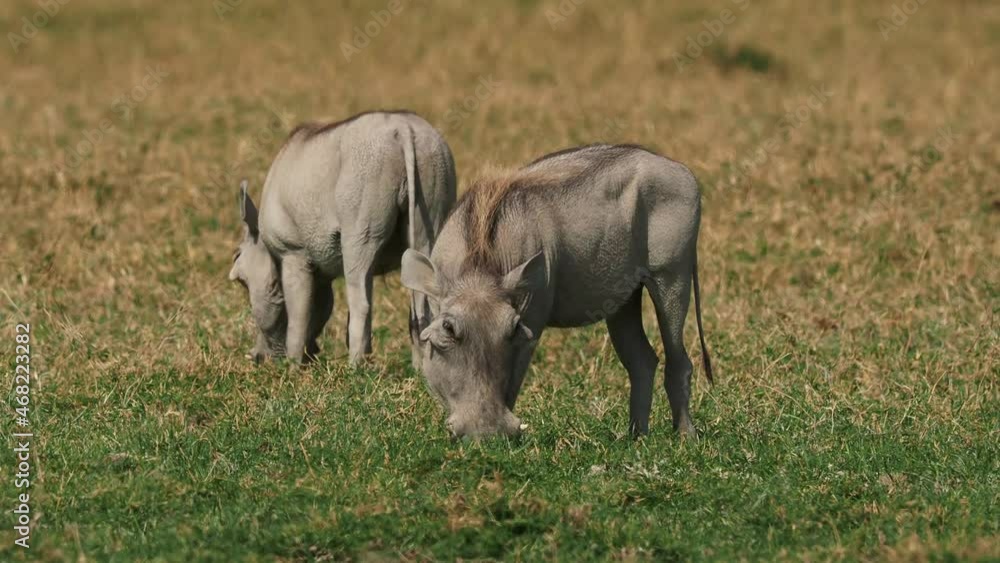 Desert Warthog - Phacochoerus aethiopicus species of even-toed ungulate ...