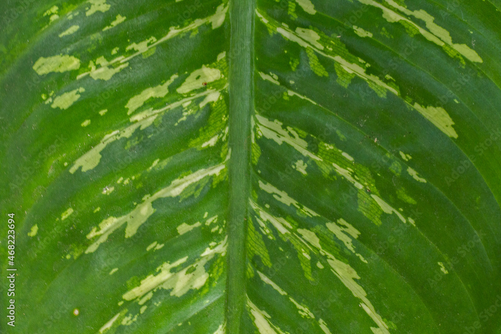 Texture Plant Stock Photo | Adobe Stock