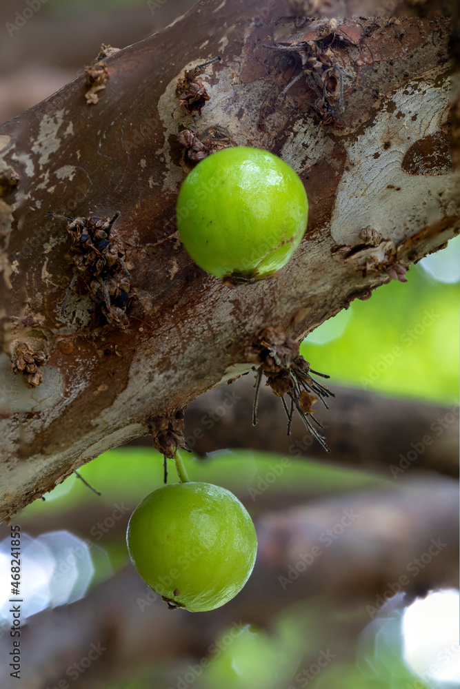 Macro photography of a green jabuticaba. Jaboticaba is the native ...
