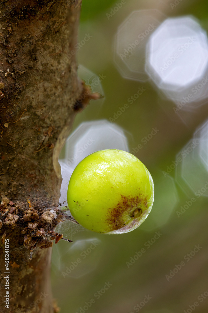 Macro photography of a green jabuticaba. Jaboticaba is the native ...