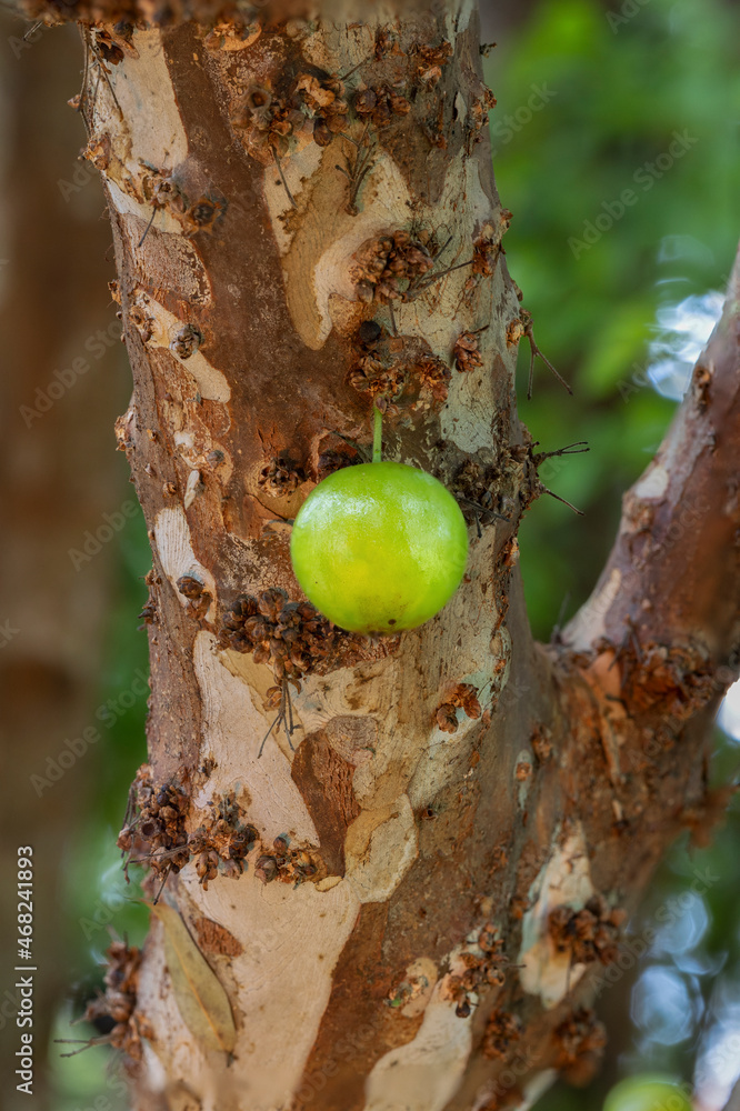 Plakat Macro photography of a green jabuticaba. Jaboticaba is the ...