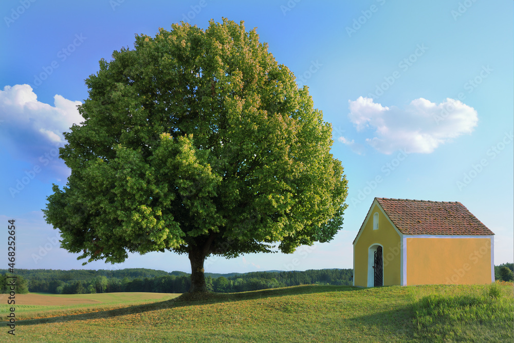Large green alone standing tree with leaves on the horizon with small ...