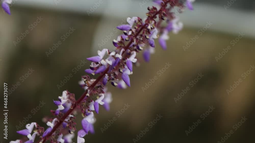 close up video of inflorescence lamia flower with purple color, from ...