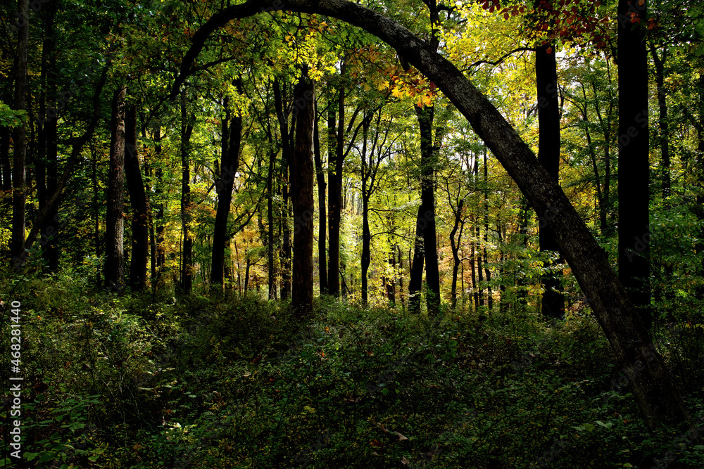 Dense forest off hiking trail, a single arced tree spanning the ...