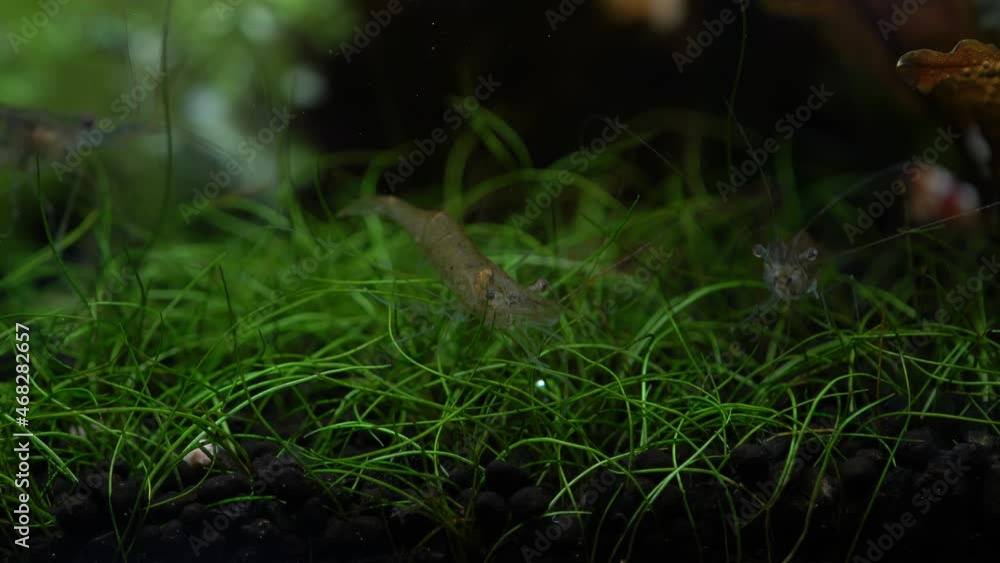 Freshwater ghost shrimp macro shot, or opaque glass shrimp with crooked ...