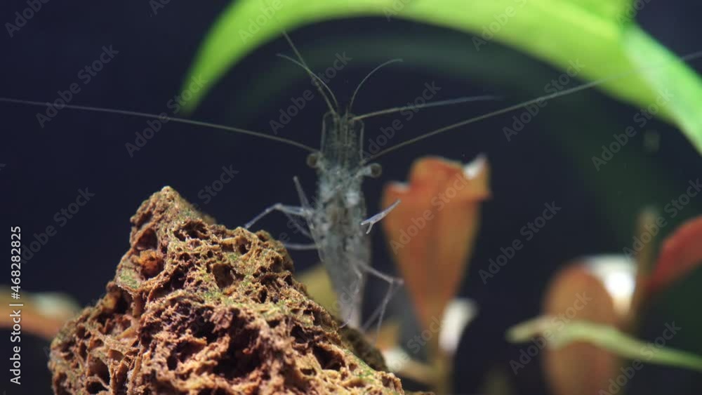 Transparent glass ghost shrimp in the hobby fish tank. Cleaner shrimp ...