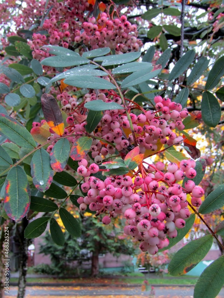 Rainy day. Pink berries of Sorbus pseudohupehensis or Chinese Mountain ...