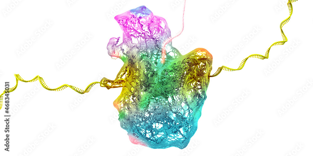 Ribosome as part of an biological cell constructing messenger rna ...