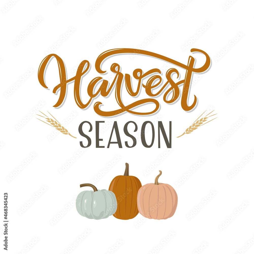 Autumn lettering Harvest Season with pumpkin drawing. Modern brush ...