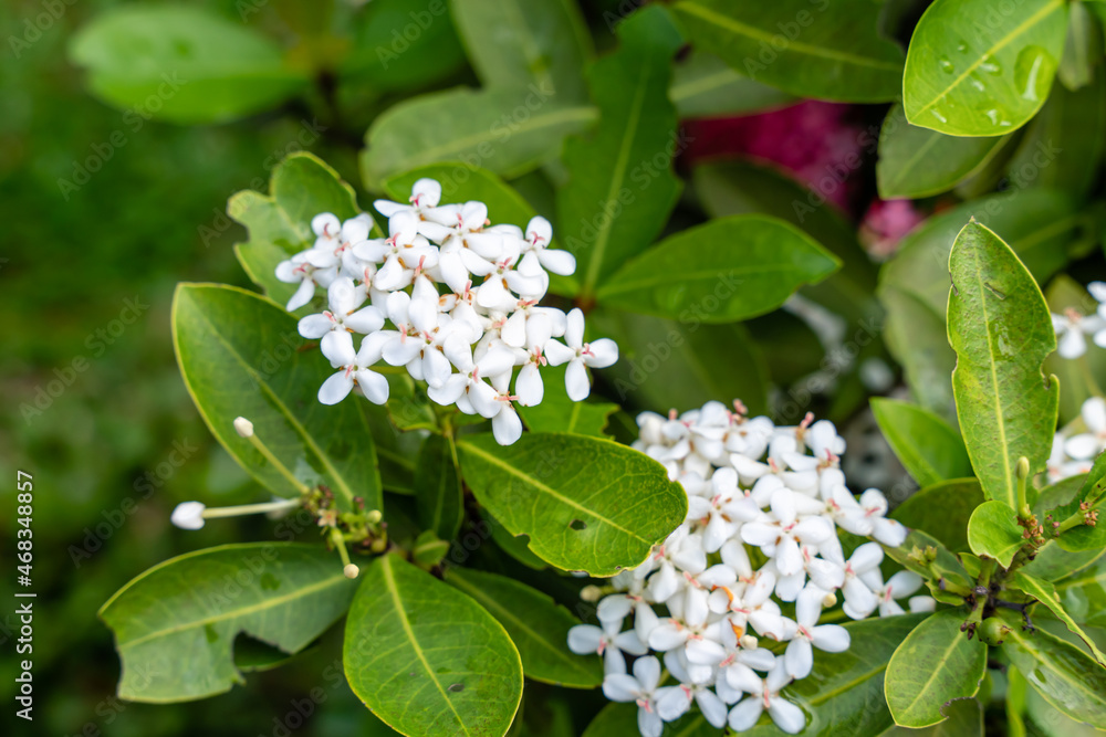 Foto Stock The Soka flower plant or red Ixora chinensis, commonly known ...