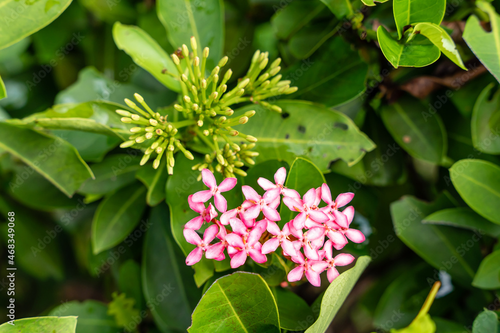 The Soka flower plant or red Ixora chinensis, commonly known as Chinese ...