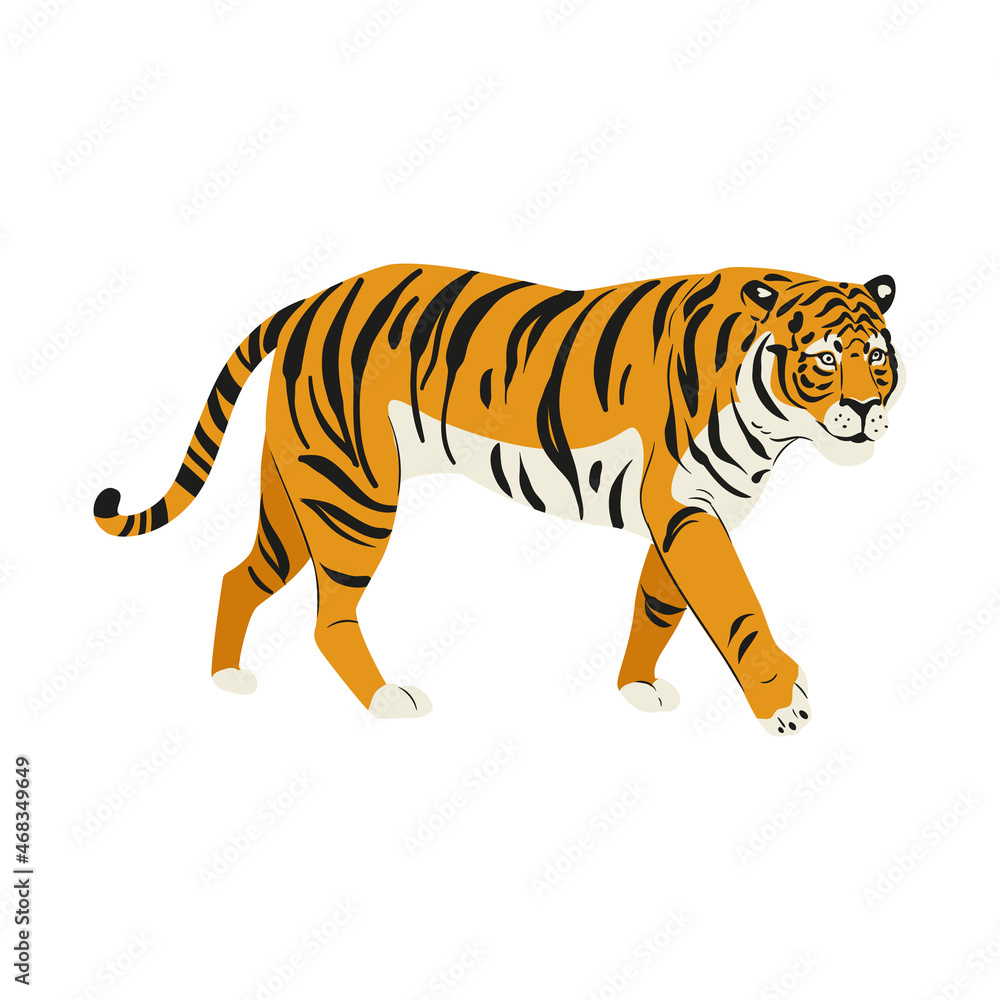 Amur tiger goes isolated on white background. Vector tiger side view ...