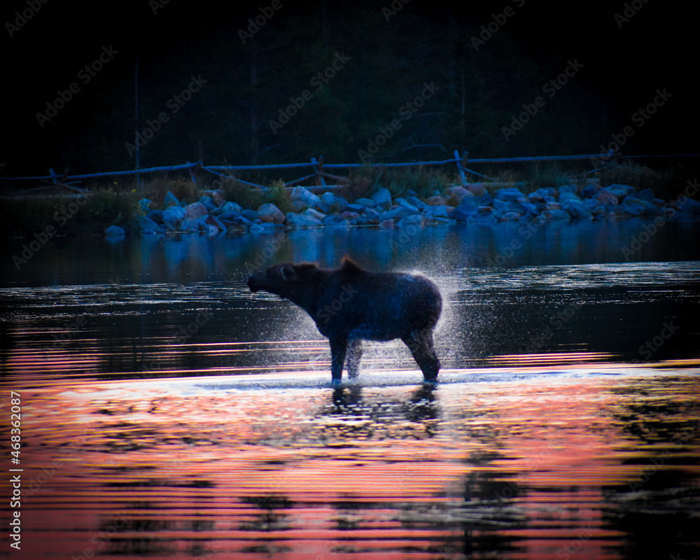 Moose shaking by the lake at Rocky Mountain National Park in Colorado ...