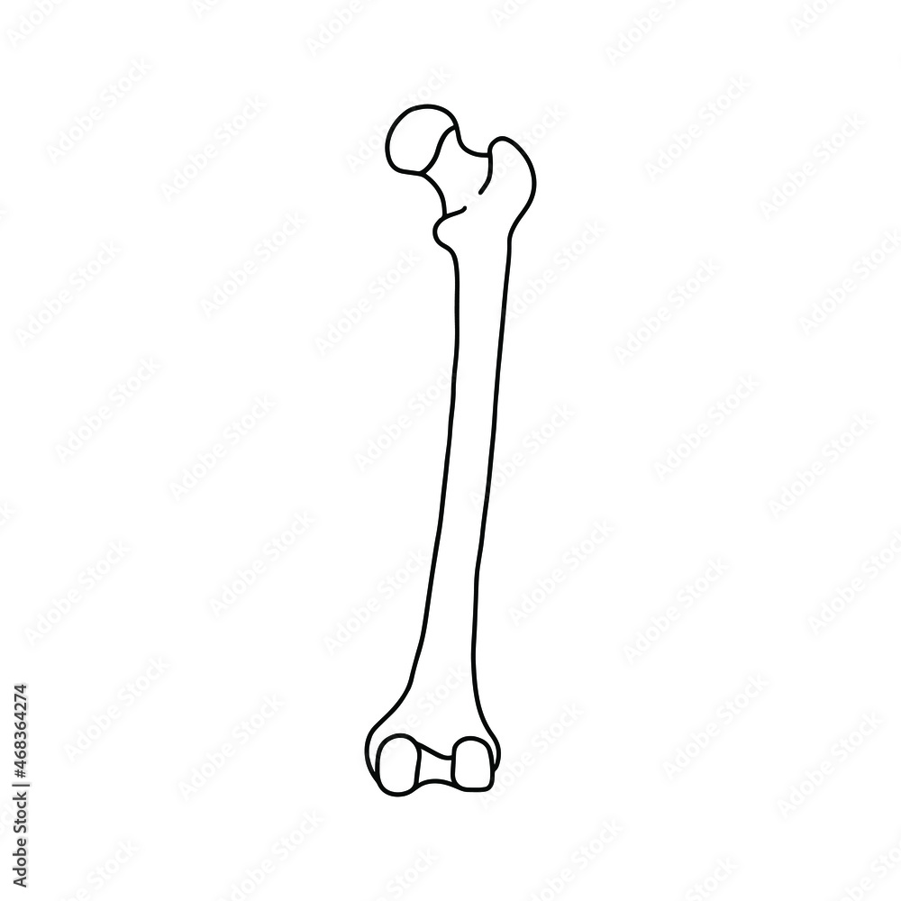 Human femur bone. Outline, anatomical, hand drawn illustration on white ...