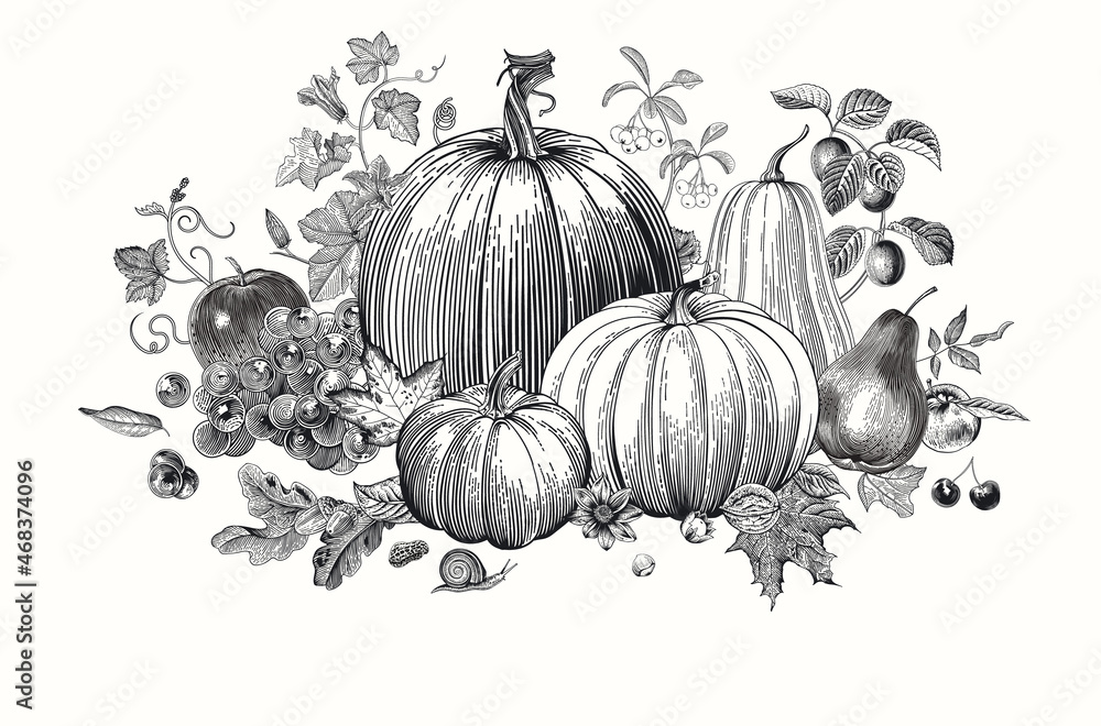 Pumpkin Botanical Illustration
