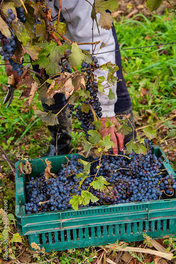 Grapes Harvesting and Picking Up. Grape harvesting for wine making ...