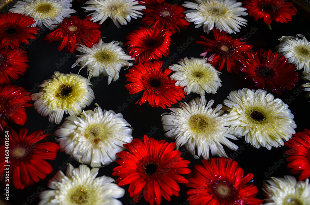 Beautiful white and red barberton daisy floating on the water ...