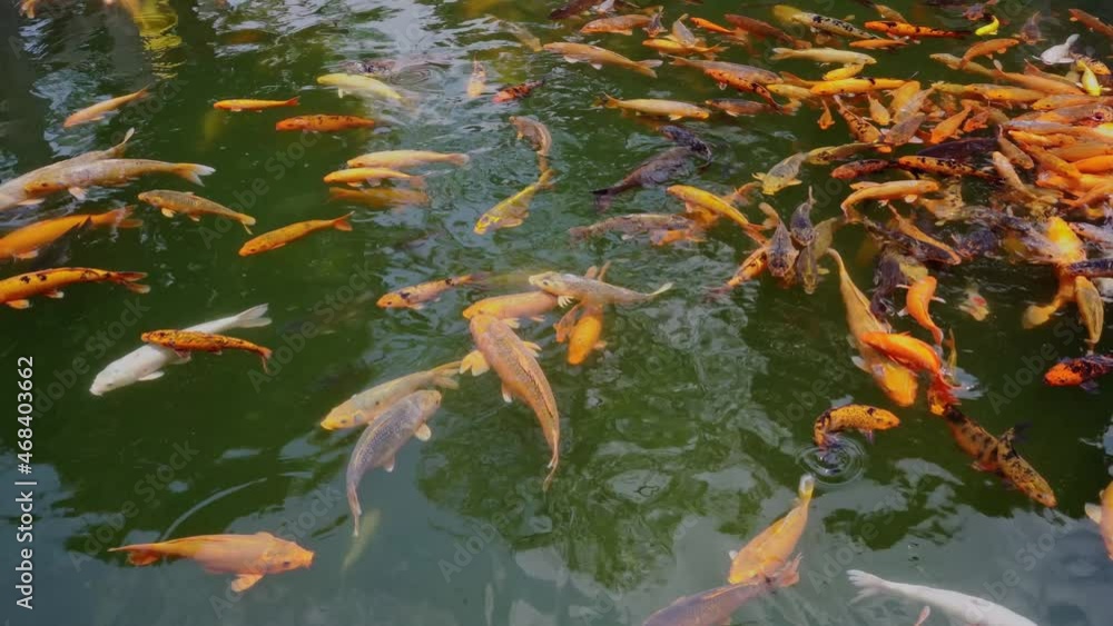 Koi Fish School Pool in Baomo Garden, Guangzhou, China, with flowing ...