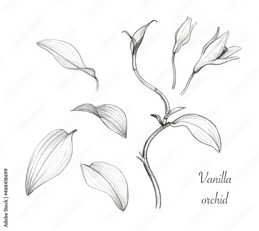 Scientific Plant Drawings