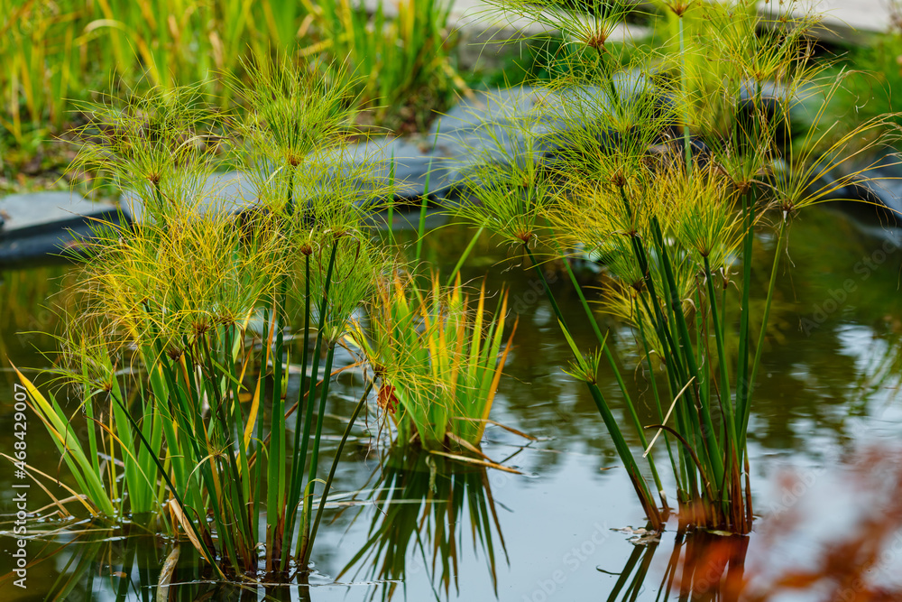Dense Stand Of Papyrus Binomial Name Cyperus Papyrus Also Known As Paper Reed And Nile Grass