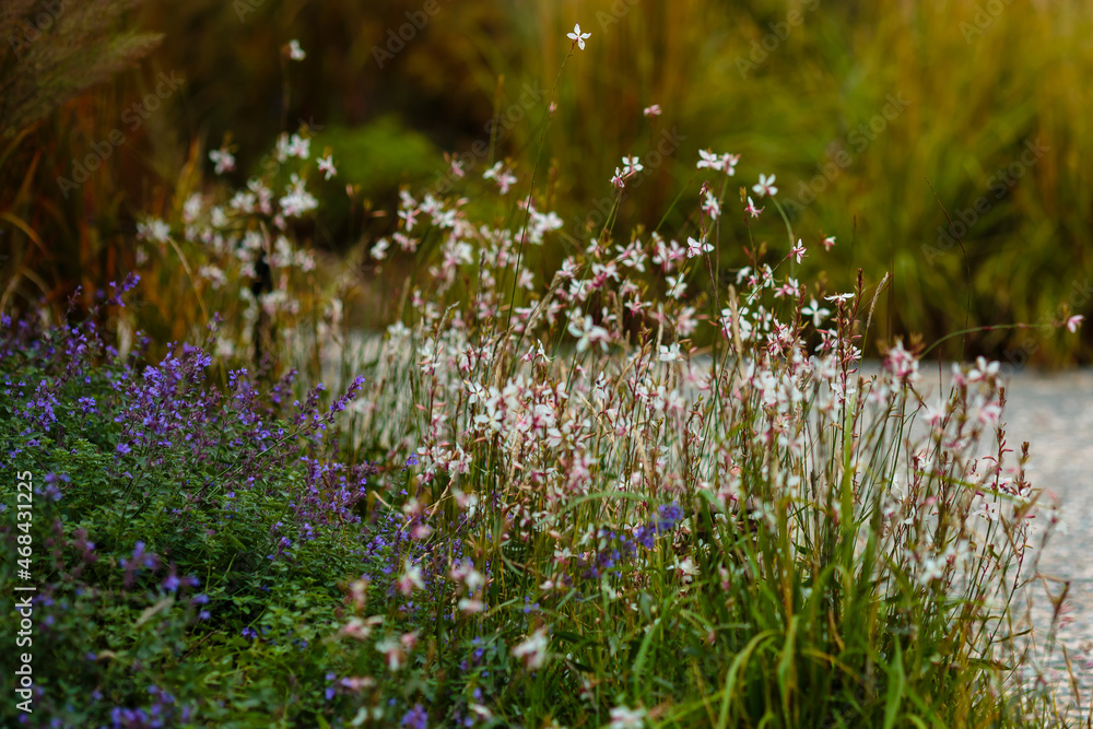 Gaura Lindheimeri ( White gaura) - plant species of the genus Gaura ...