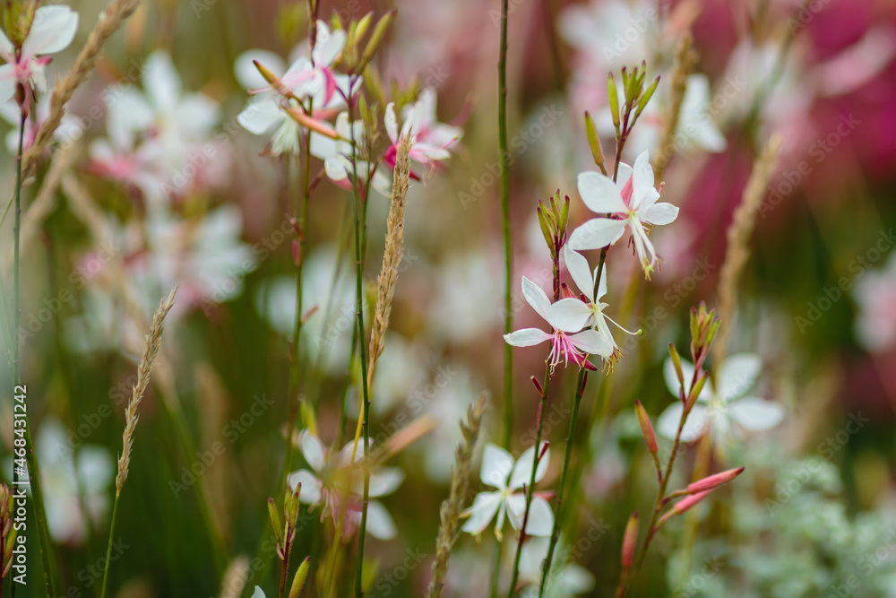 Gaura Lindheimeri ( White gaura) - plant species of the genus Gaura ...