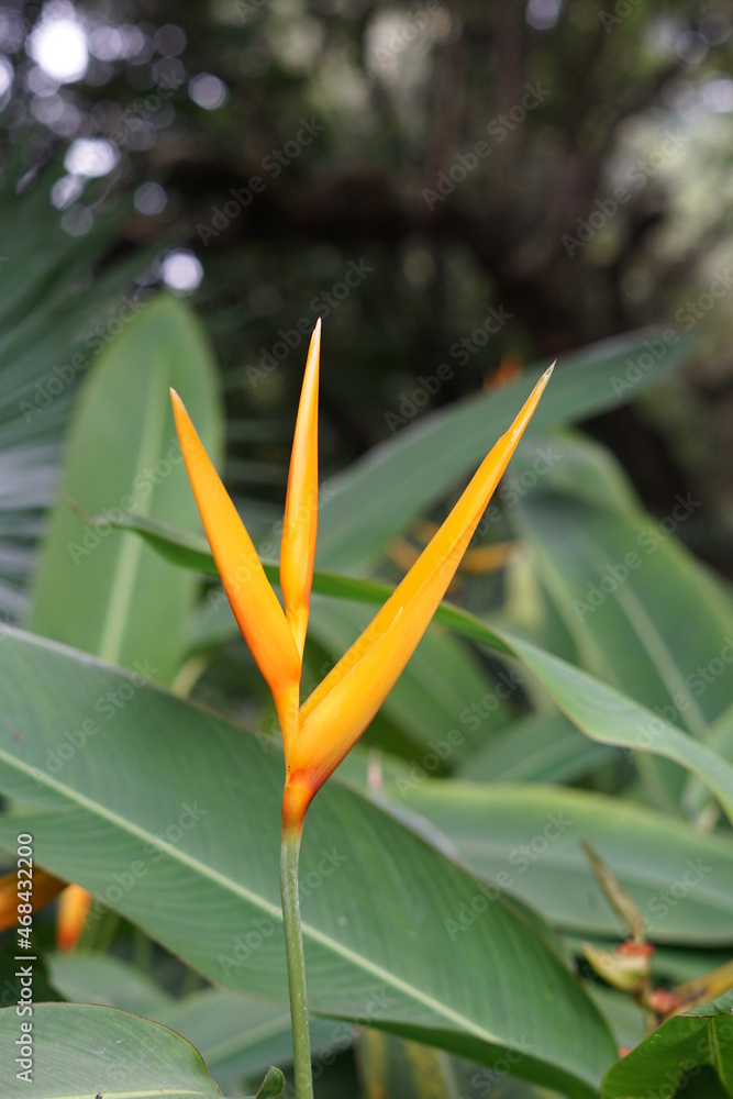 Beautiful heliconia psittacorum golden tourch, heliconia lady diana ...